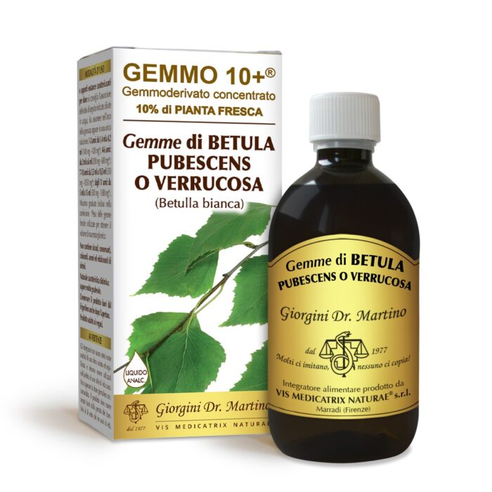 Gemmo 10+ Betulla bianca gemme (Betula alba, sinonimi Betula pubescens ...